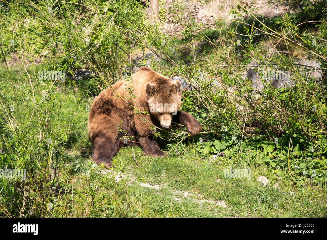Barenpark bern -Fotos und -Bildmaterial in hoher Auflösung – Alamy