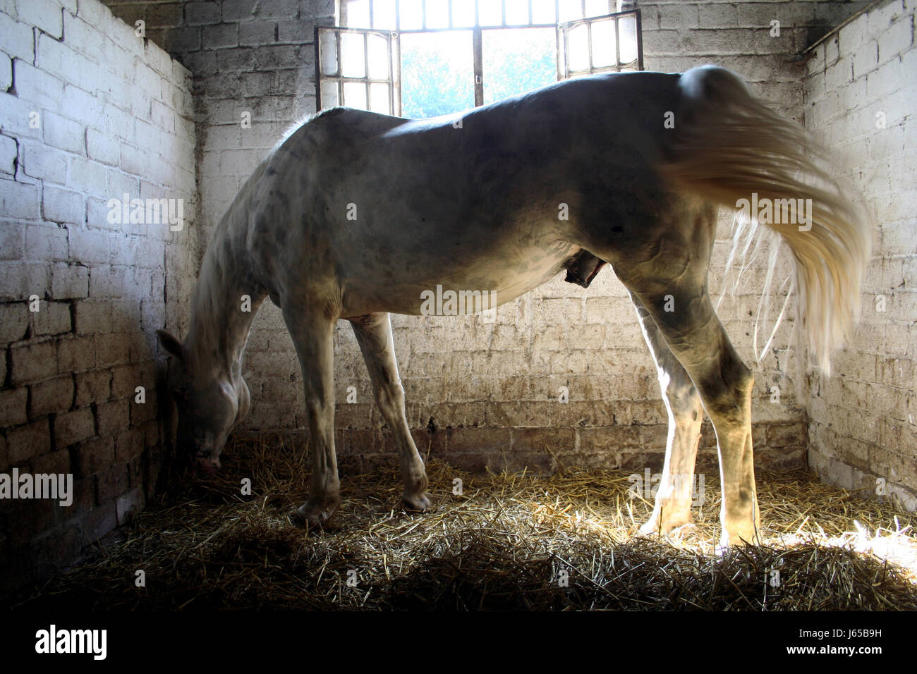Pferd Tier Hengst stabile Stall Beinen Futter Pferd Fenster Bullauge ...