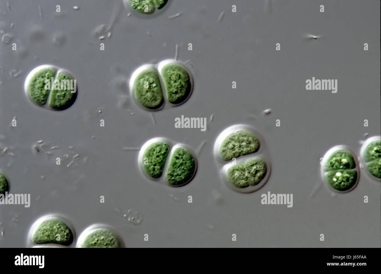 Chroococcus, Cyanobakterien, 1000 x Stockfotografie - Alamy