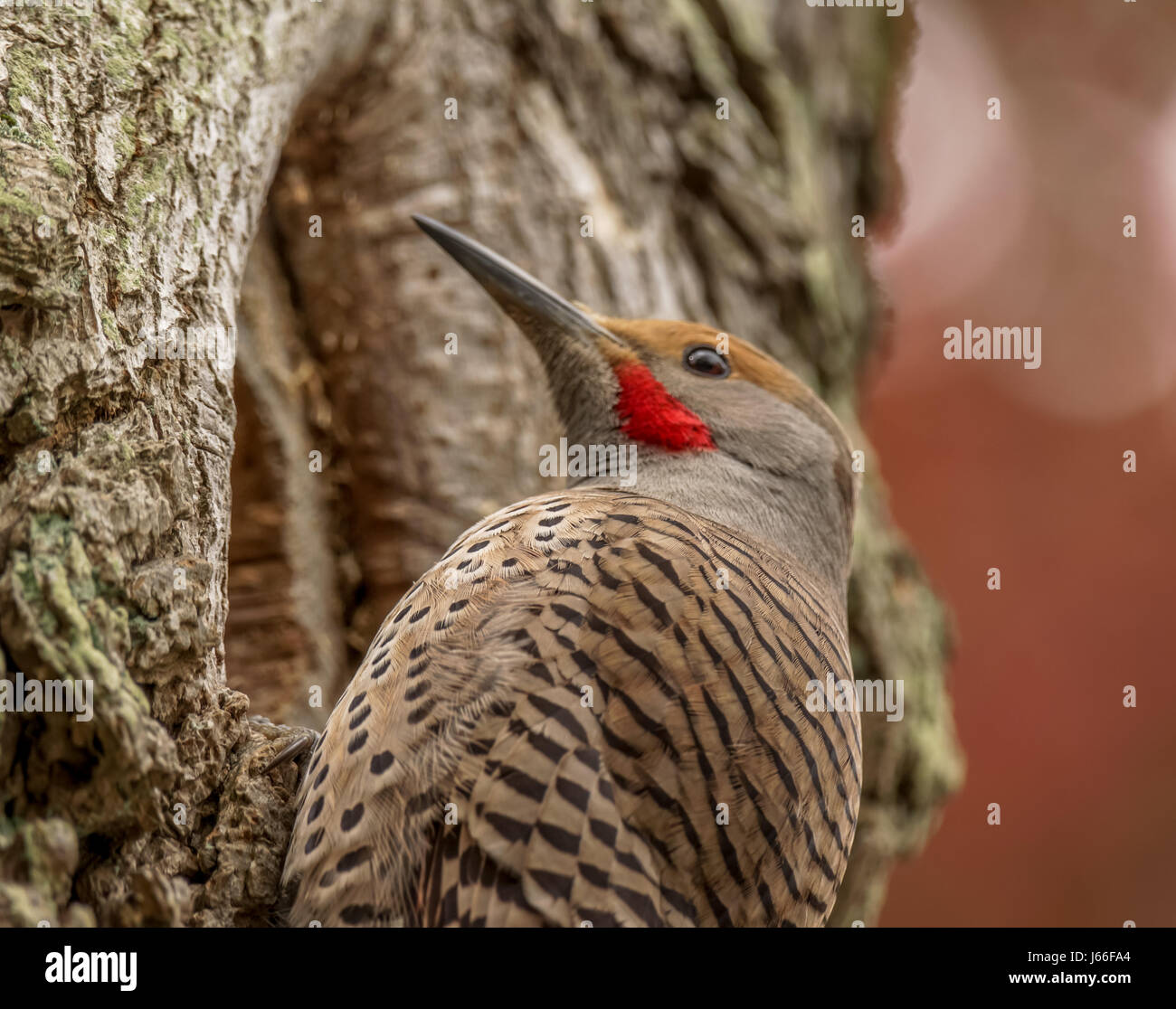 Astloch baum -Fotos und -Bildmaterial in hoher Auflösung - Seite 2 - Alamy