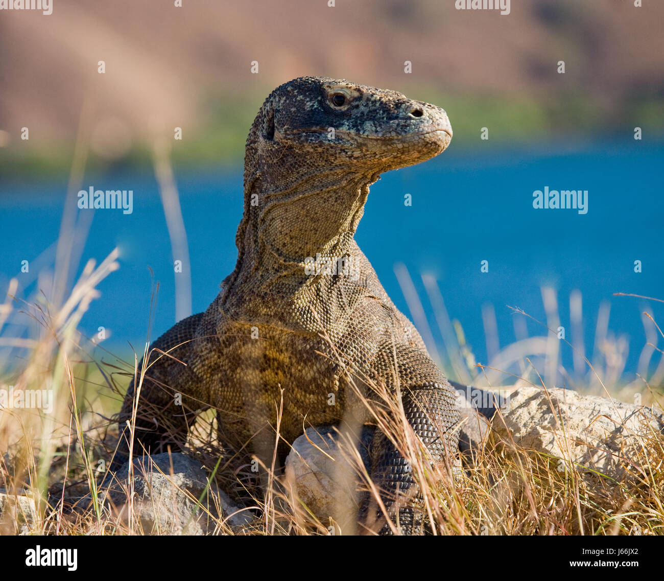 Komodo-Waran ist auf dem Boden. Indonesien. Komodo National Park. Eine ...