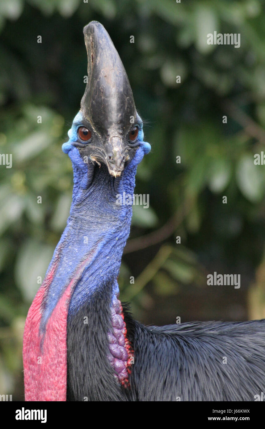 Kasuar kopf -Fotos und -Bildmaterial in hoher Auflösung – Alamy