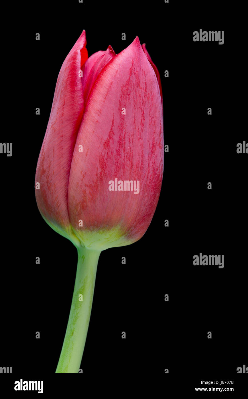 Eine schwarze tulpe -Fotos und -Bildmaterial in hoher Auflösung – Alamy