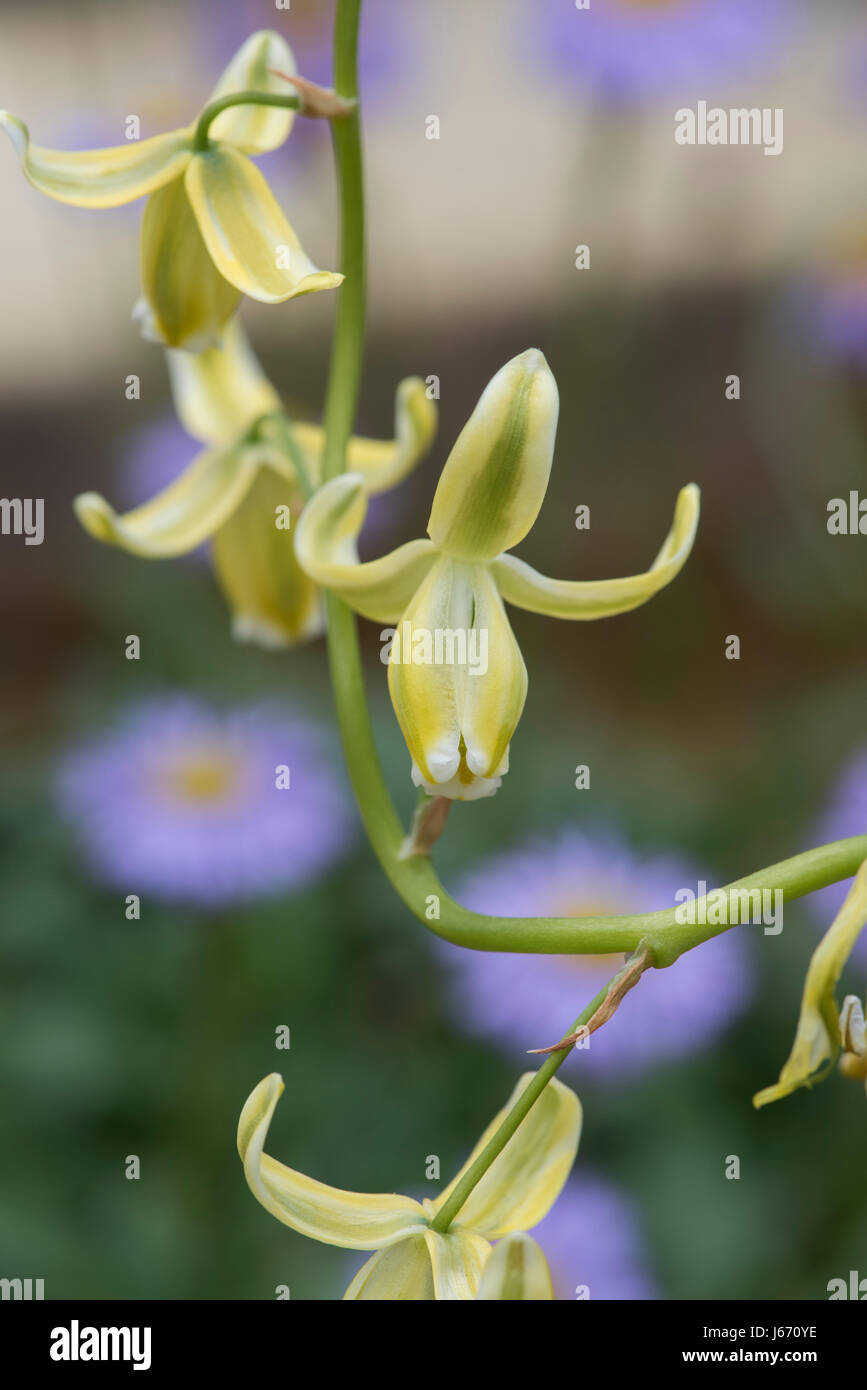Albuca maxima -Fotos und -Bildmaterial in hoher Auflösung – Alamy