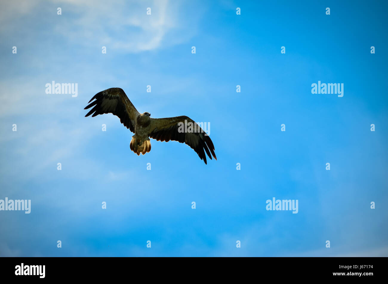 Fliegender adler -Fotos und -Bildmaterial in hoher Auflösung – Alamy