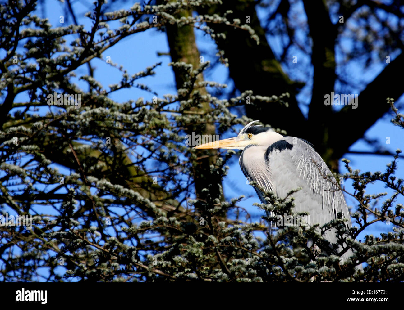 Baum Vogel Vögel Schnabel Reiher Schnäbel Baum Vogel Vögel Schnabel ...