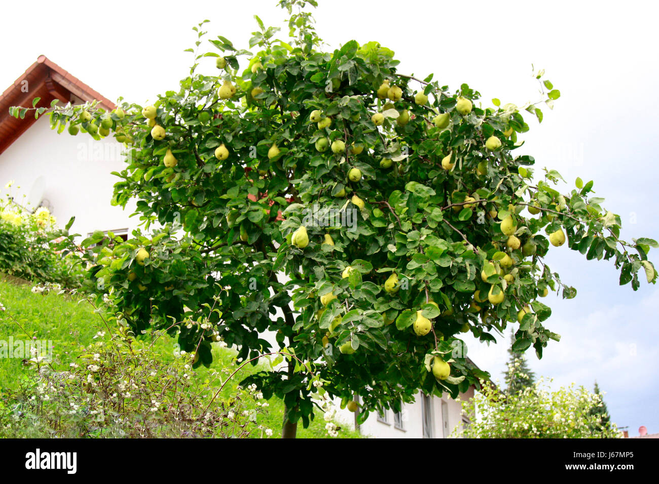 grüne Frucht Birne Birne Obstbaum Birnbaum Baumhaus bauen Lebensmittel ...