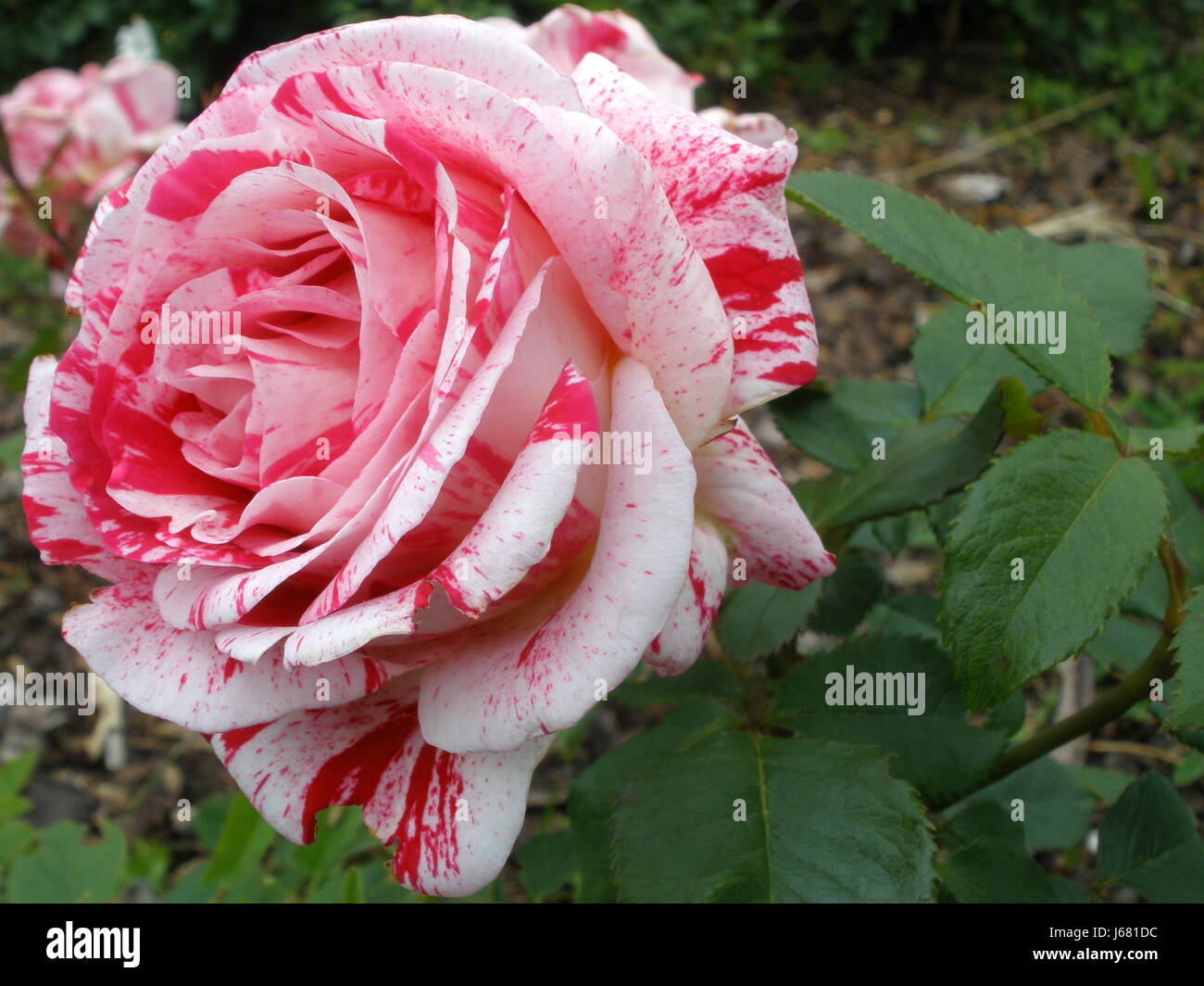 Die rose duftend -Fotos und -Bildmaterial in hoher Auflösung – Alamy