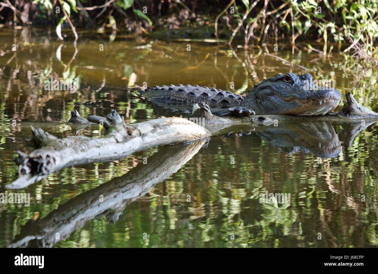 Dinosaur swamp -Fotos und -Bildmaterial in hoher Auflösung – Alamy