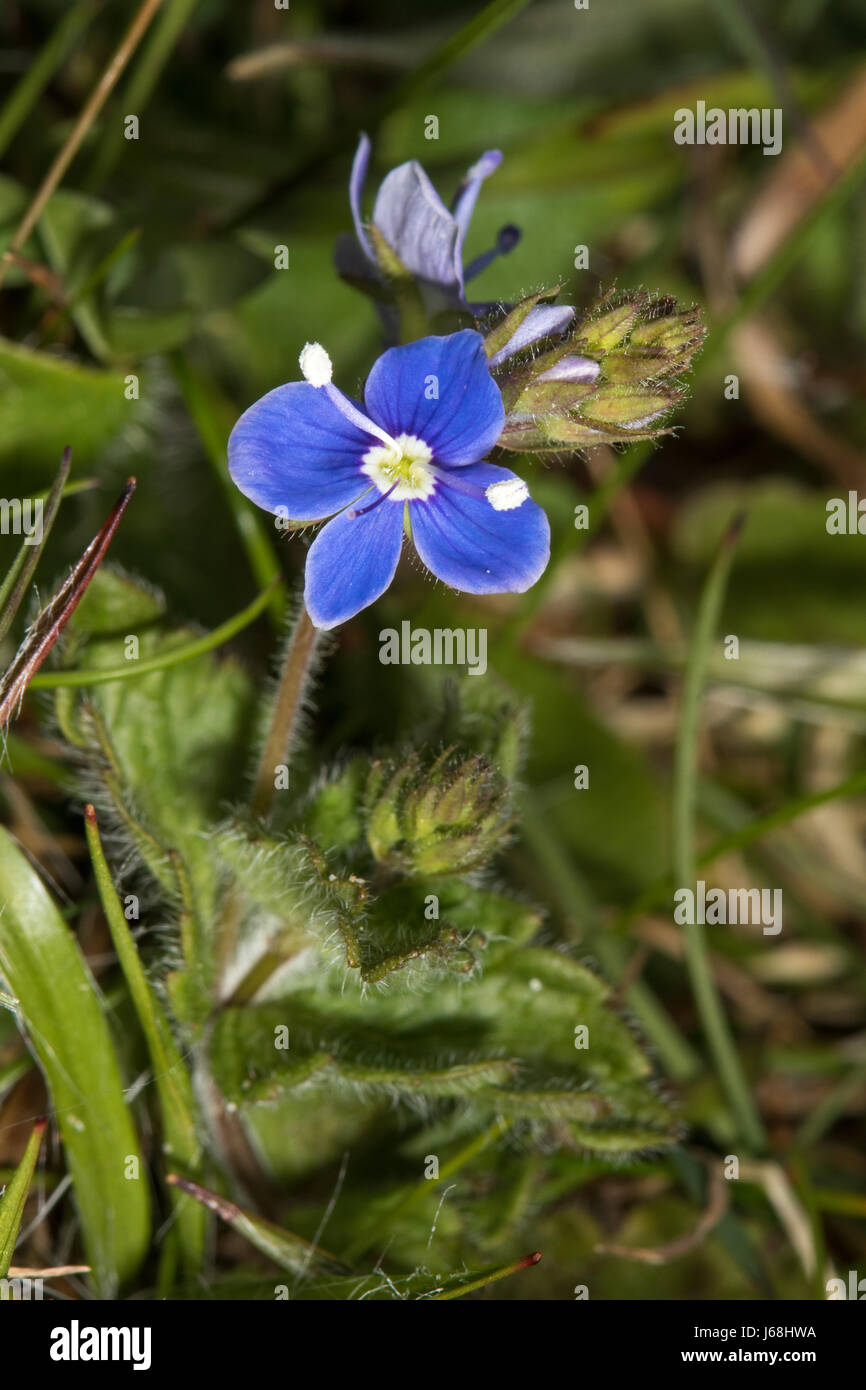Germander speedwell veronica chamaedrys -Fotos und -Bildmaterial in ...