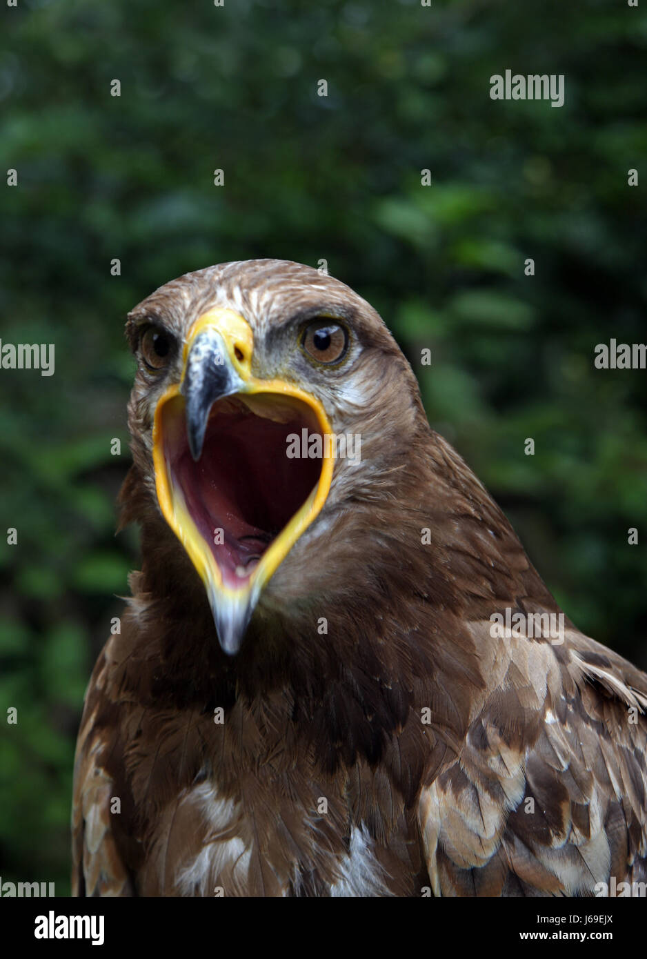 Tiere Vogel Vögel Greifvögel Raptor Schnabel Adler Steinadler Schnäbel ...