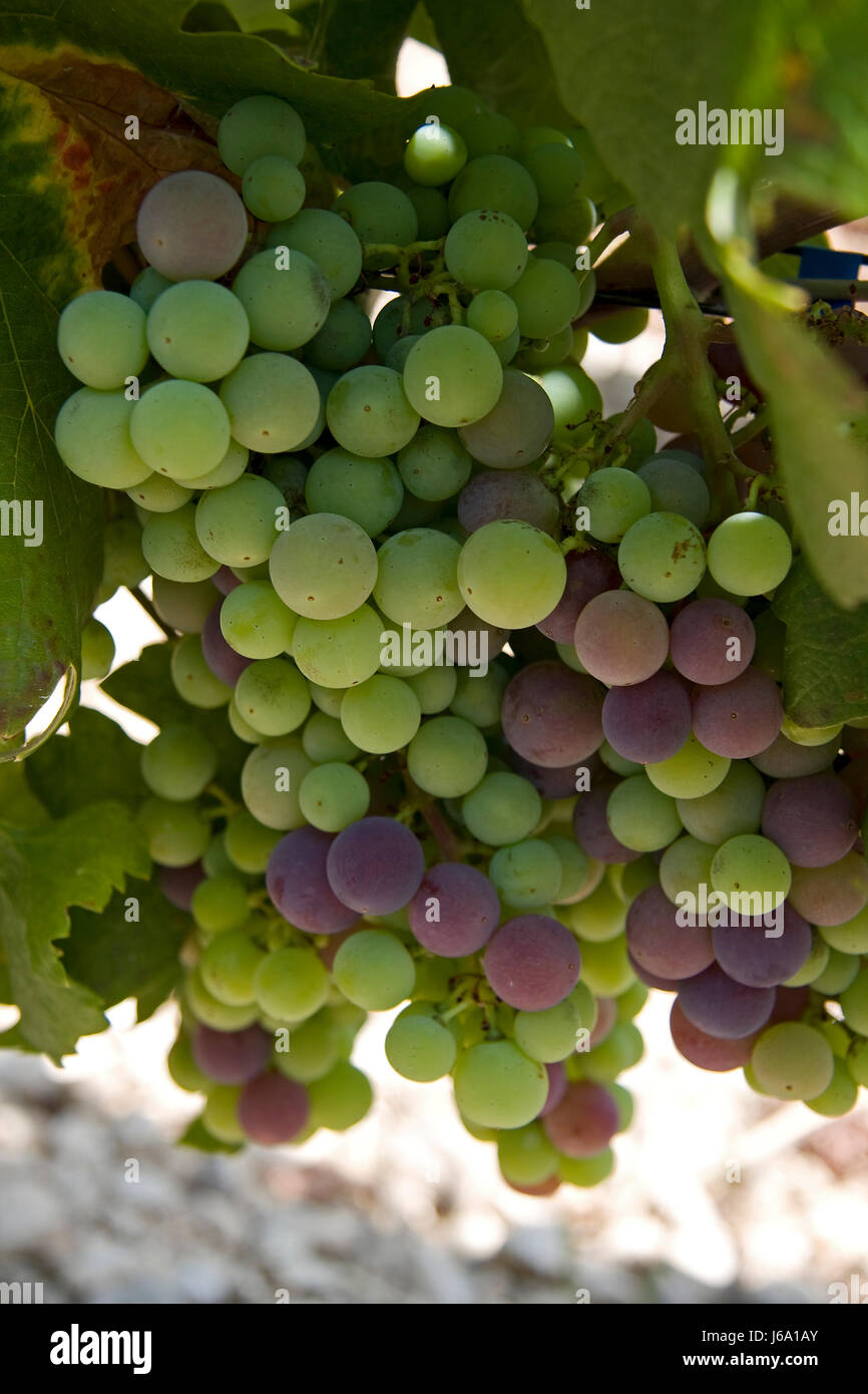 Infantile nahrung -Fotos und -Bildmaterial in hoher Auflösung – Alamy