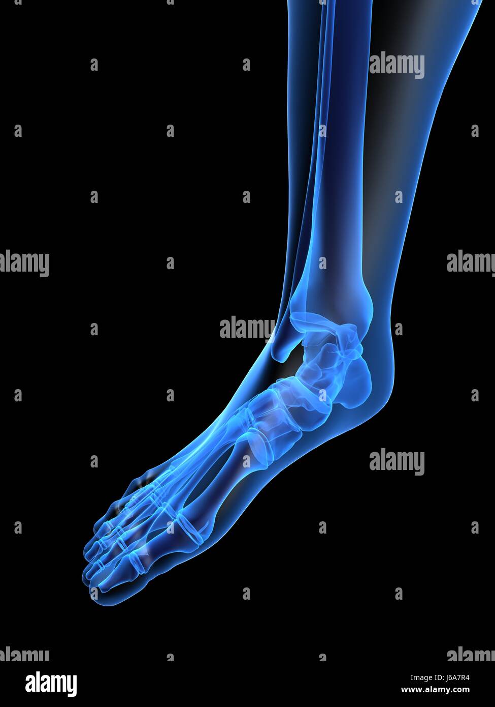 Gesundheit medizinisch medizinische menschlicher Mensch Fuß Knochen ...