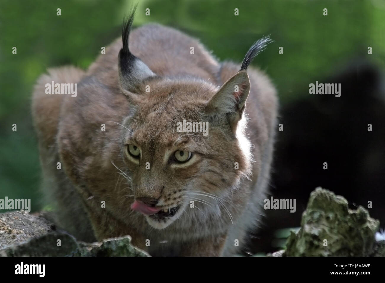 tierische Zunge Raubkatze Raubkatze Jagd Raubtier Katze Luchs Jagd Jagd ...