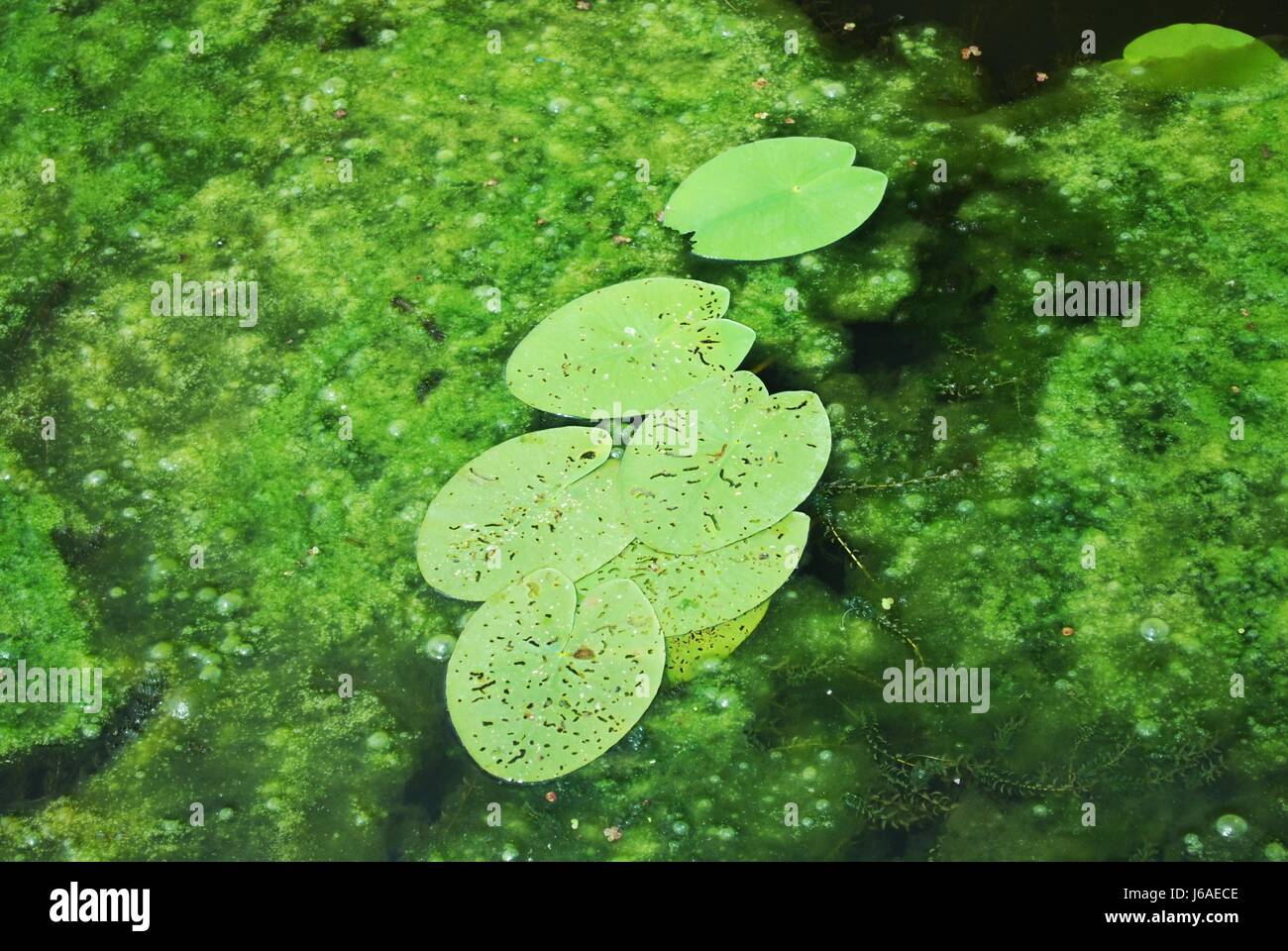 Leaf Algen Bläschen Seerose Frischwasser See Binnengewässer Wasser ...