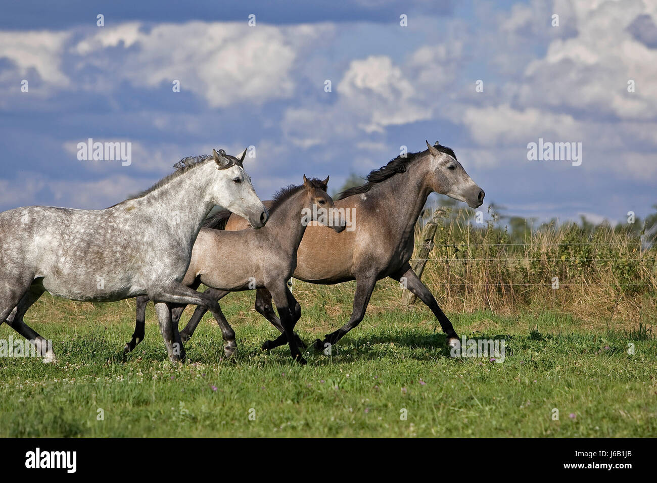 Pferd Pferde Hengst Stute Fohlen Spanier Pferd Galopp Hengst Stute edle ...