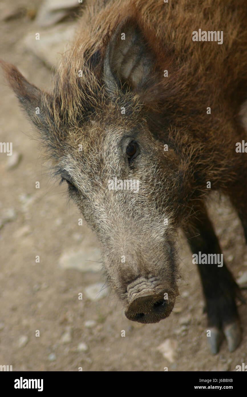Nase Wildschwein Schwein Wildlife Park Wildschweine Nase Wildschwein ...