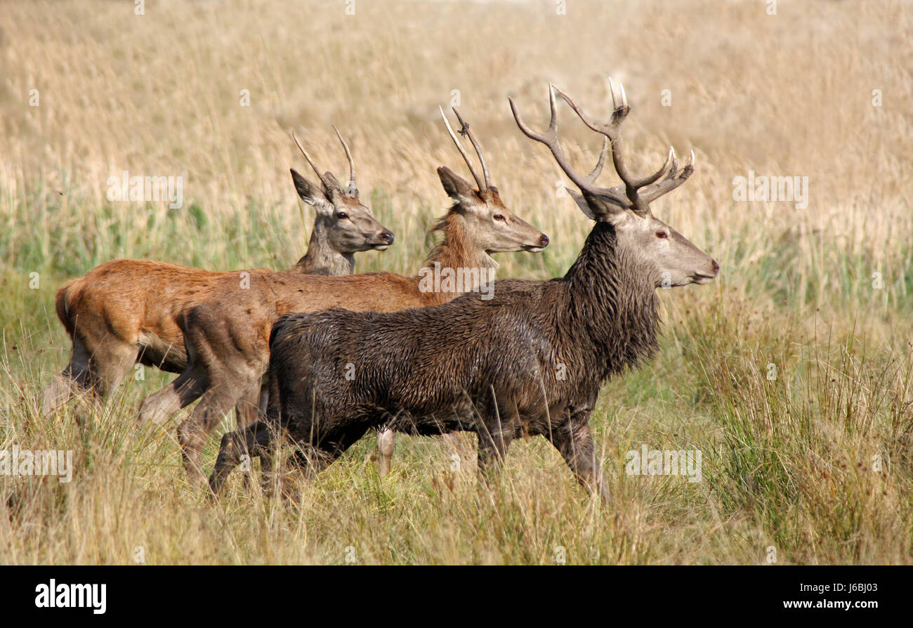 drei Hörner Rotwild Hirsch jung Jünger Natur Hart Hirsch Tier wilde ...