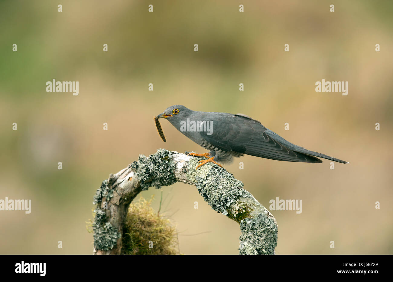 Kuckuck essen -Fotos und -Bildmaterial in hoher Auflösung – Alamy