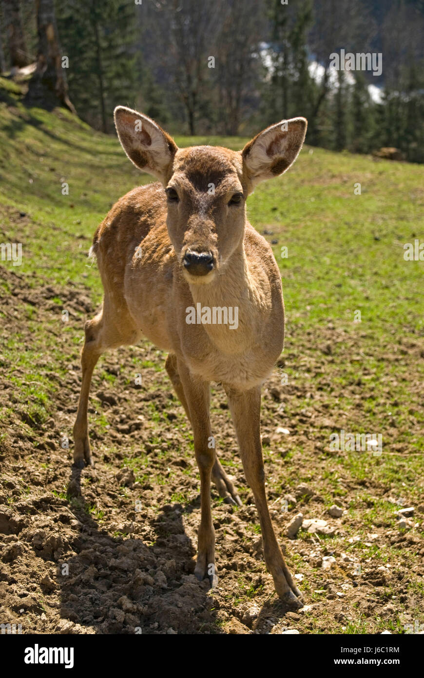 wilde Tiere jagen Hirsch Reh Jagd Jagd Wald Tier wild Naturschutz ...