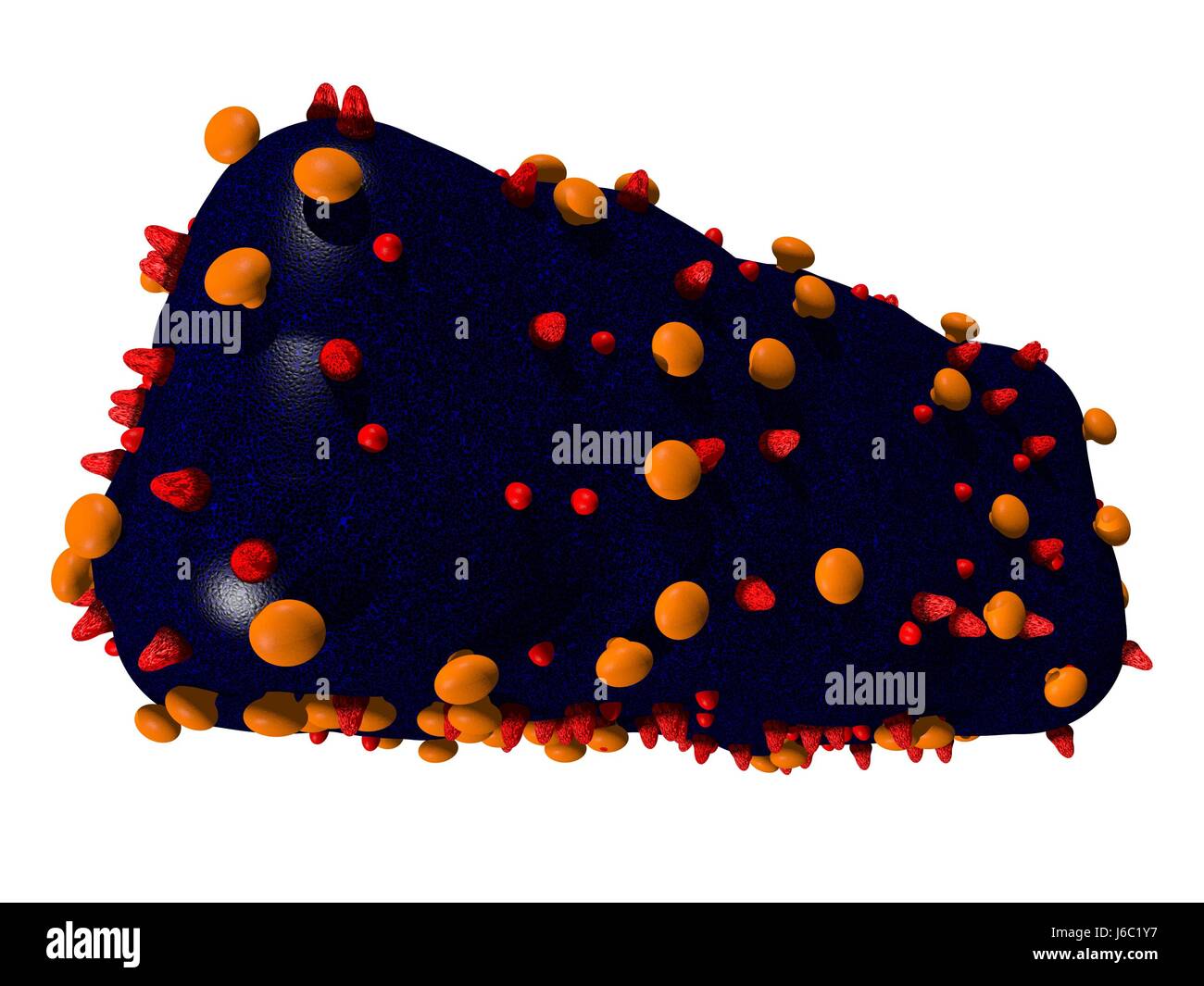 Pockenvirus infektion -Fotos und -Bildmaterial in hoher Auflösung – Alamy