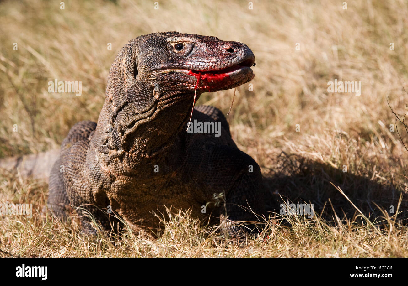 Komodo-warane fressen ihre Beute. Indonesien. Komodo National Park ...