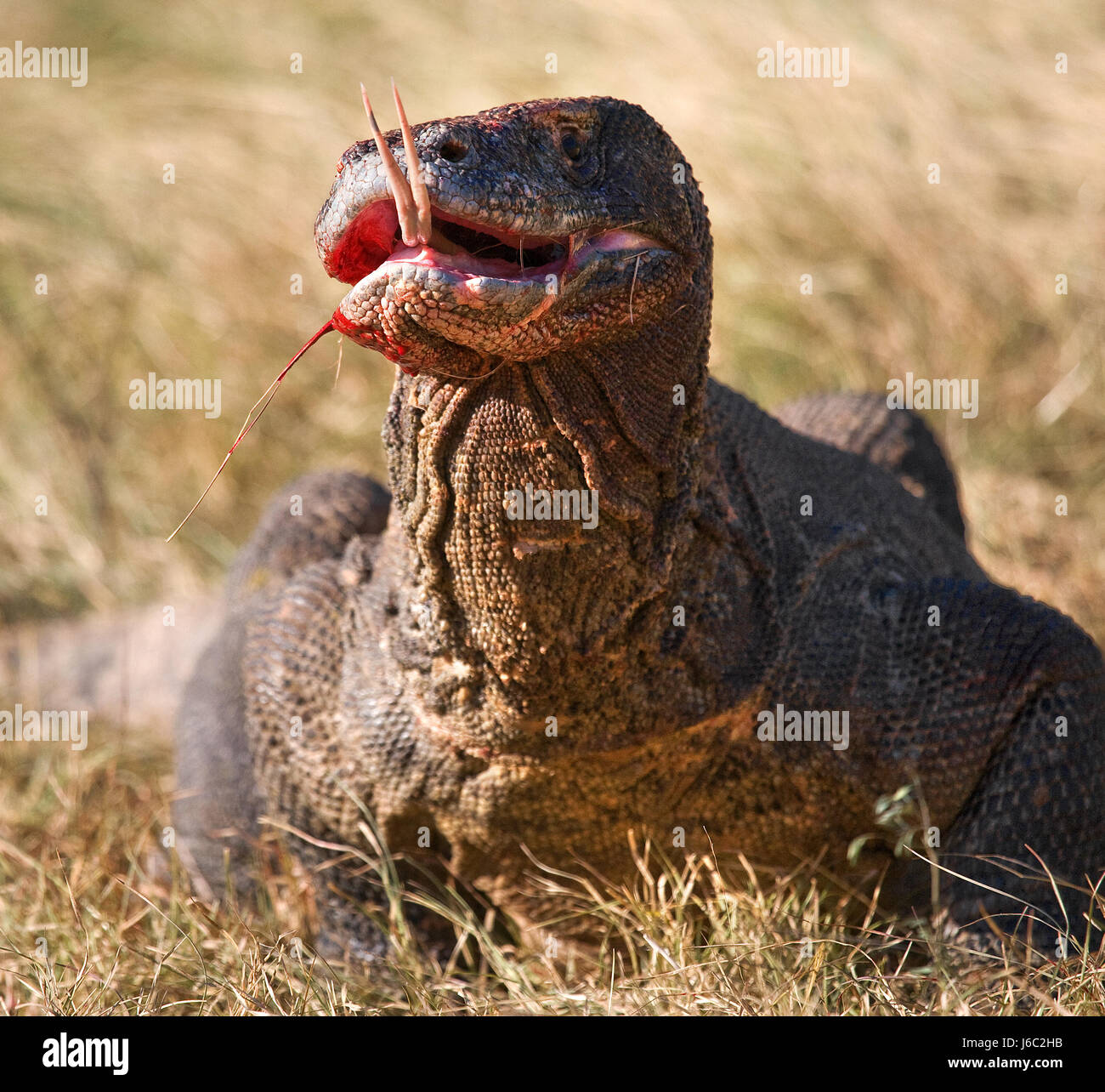 Komodo-warane fressen ihre Beute. Indonesien. Komodo National Park ...