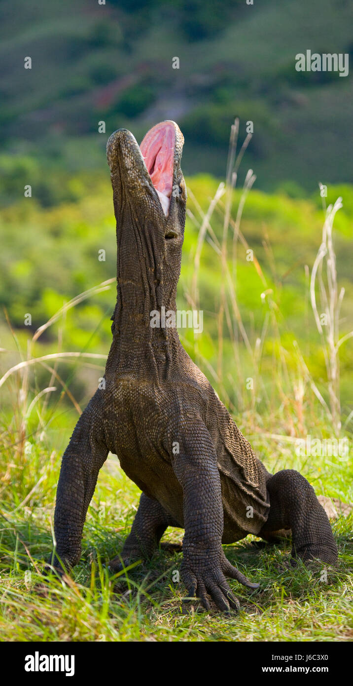 Wilder Komodowaran Stockfotos und -bilder Kaufen - Alamy