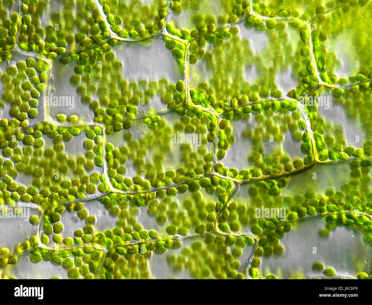 Chlorophyll microscope -Fotos und -Bildmaterial in hoher Auflösung ...