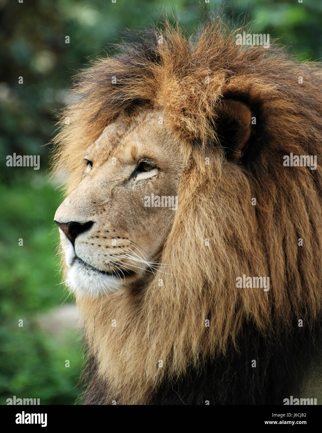 Roaring lion -Fotos und -Bildmaterial in hoher Auflösung – Alamy