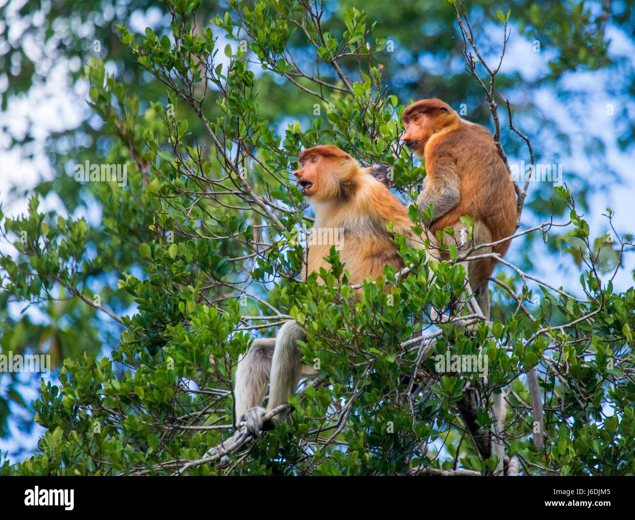 Familie von Proboscis-Affen, die in einem Baum im Dschungel sitzen ...