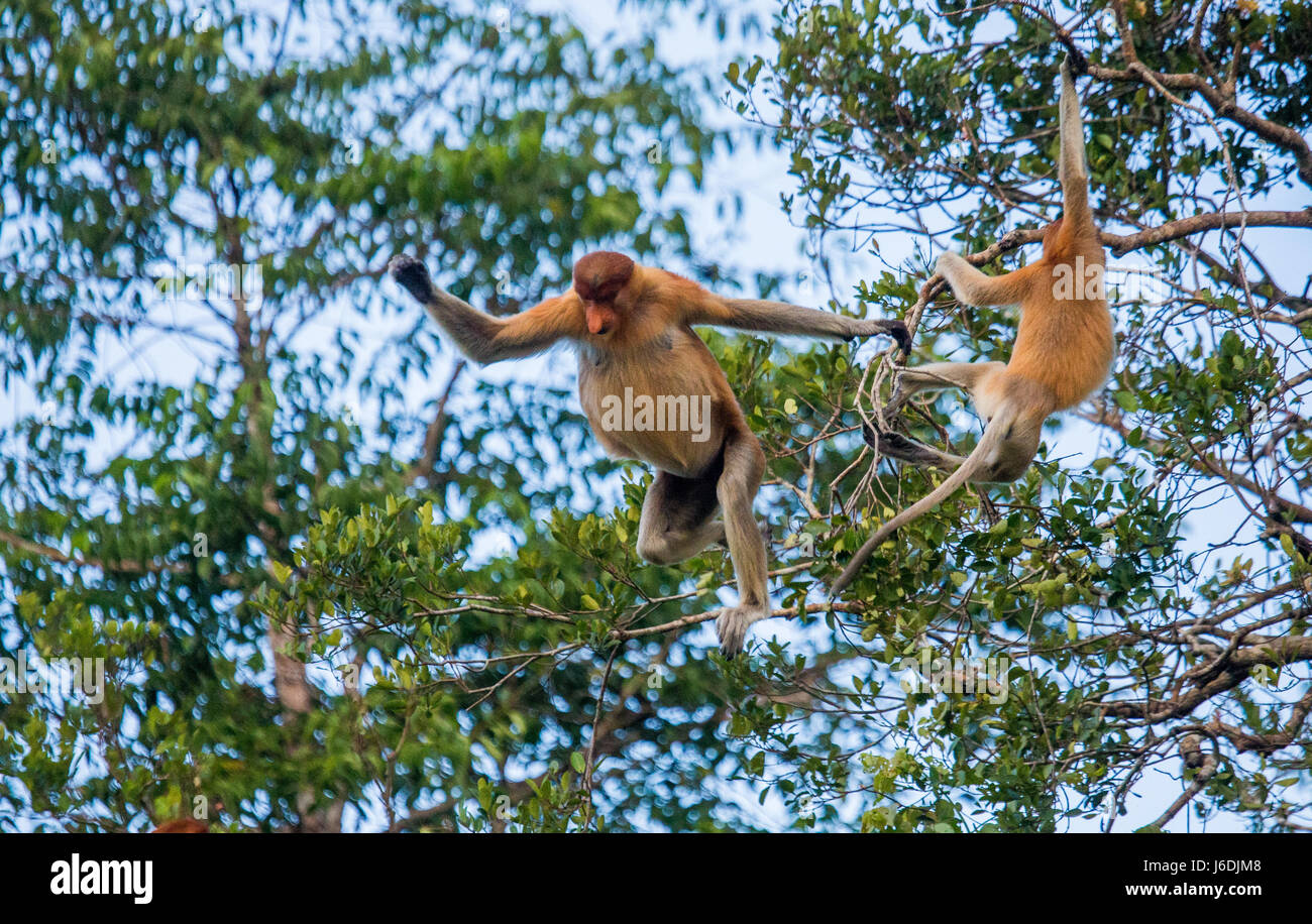 Familie von Proboscis-Affen, die in einem Baum im Dschungel sitzen ...