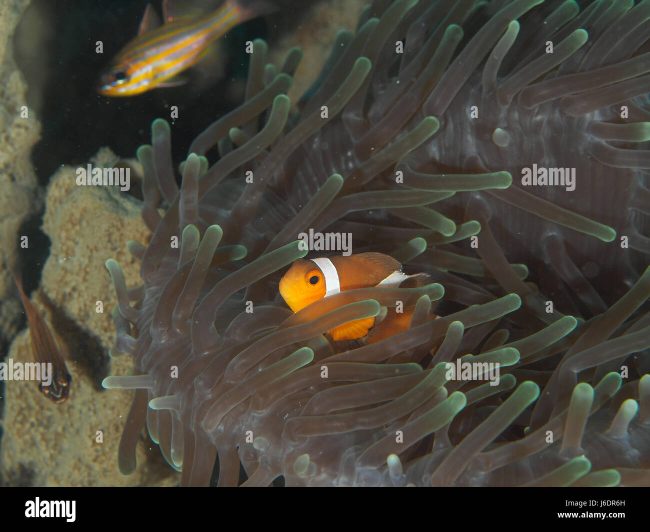 Echter clownfisch -Fotos und -Bildmaterial in hoher Auflösung – Alamy