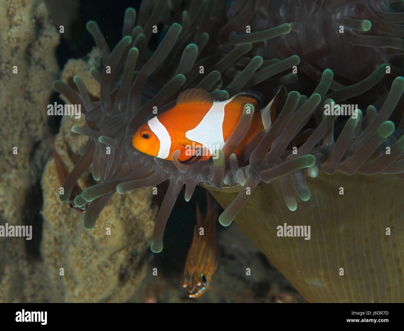 Echter clownfisch -Fotos und -Bildmaterial in hoher Auflösung – Alamy