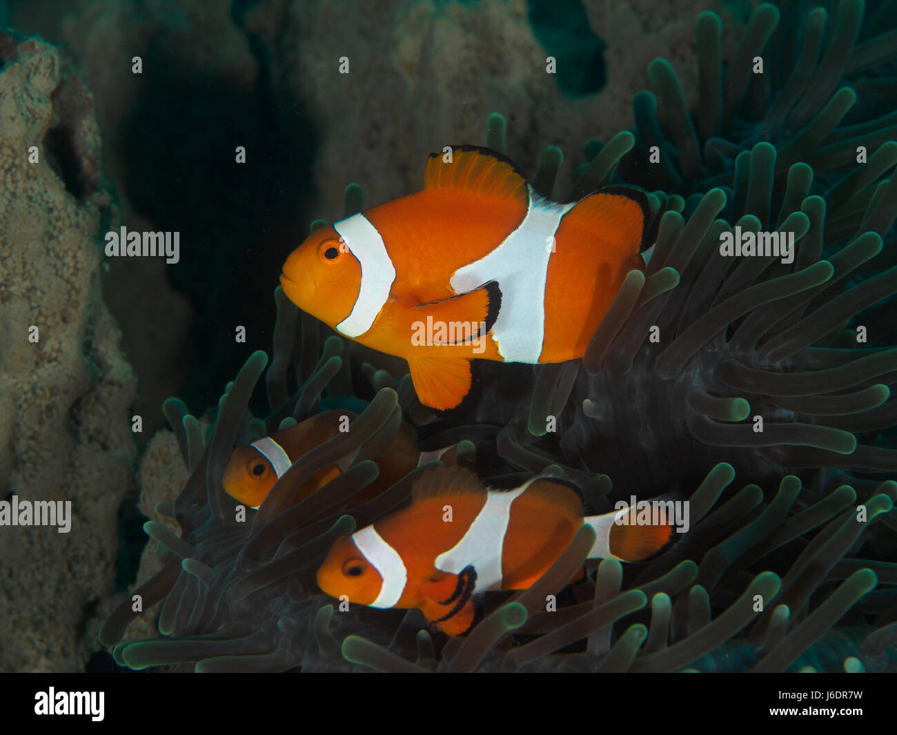 Echter clownfisch -Fotos und -Bildmaterial in hoher Auflösung – Alamy