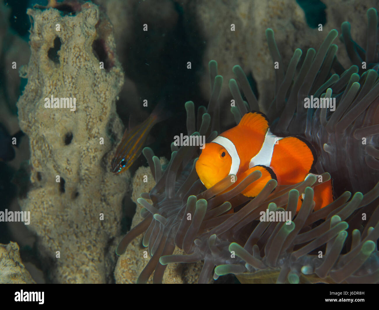 Echter clownfisch -Fotos und -Bildmaterial in hoher Auflösung – Alamy
