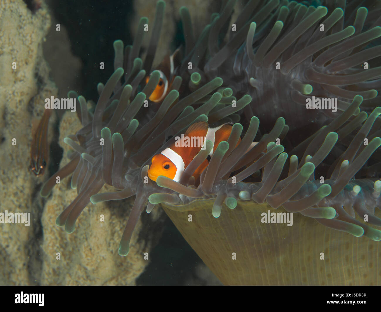 Echter clownfisch -Fotos und -Bildmaterial in hoher Auflösung – Alamy