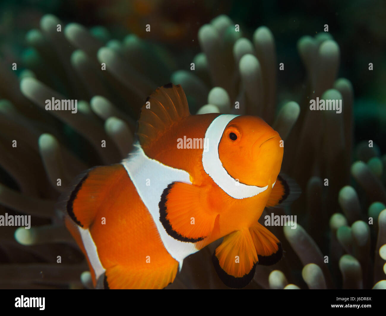 Echter clownfisch -Fotos und -Bildmaterial in hoher Auflösung – Alamy