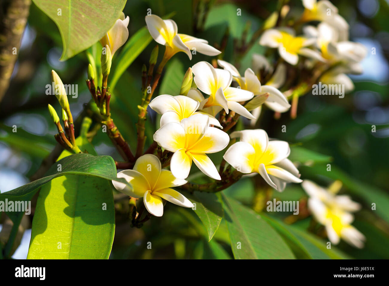 Mango flower -Fotos und -Bildmaterial in hoher Auflösung – Alamy