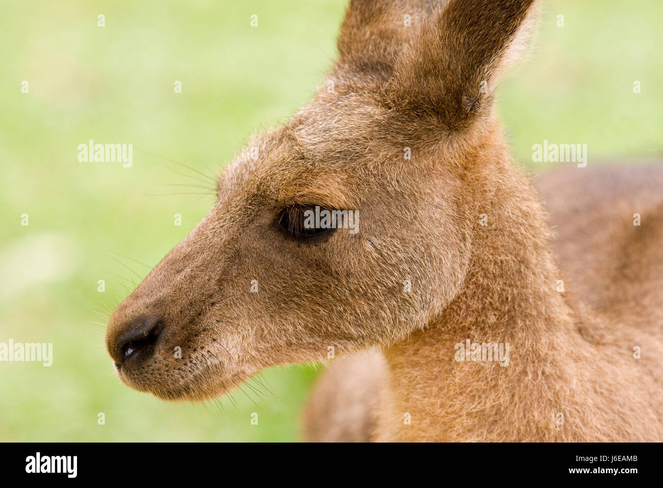 Australien Känguru Kopf wild Australien Buschlandschaft Tiere Känguru ...