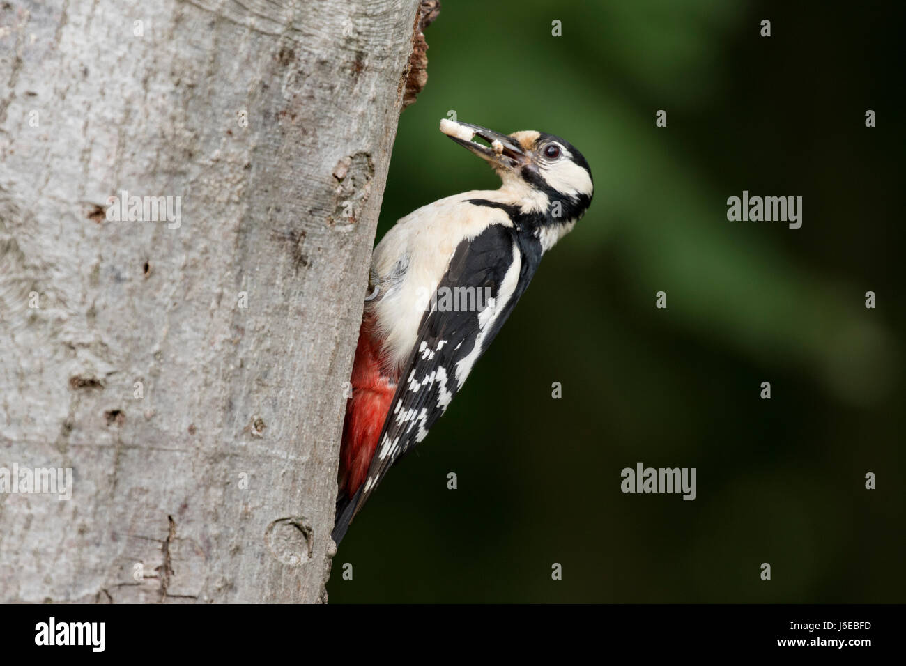 Specht seitenansicht -Fotos und -Bildmaterial in hoher Auflösung – Alamy
