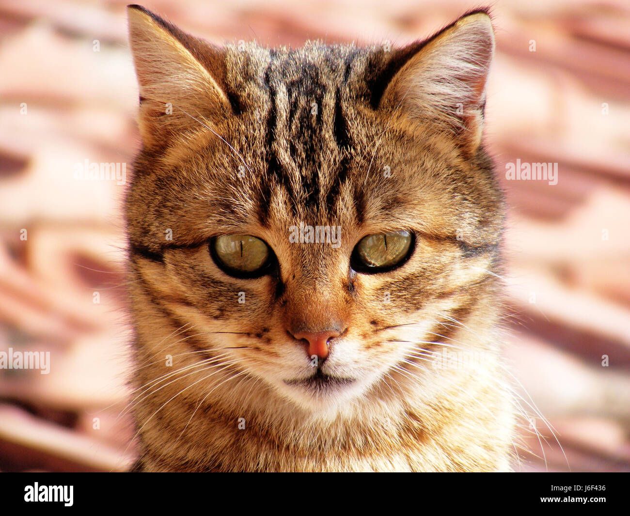 Katzenbilder, Katzenaugen, Bilder der schönsten Katzenaugen, süße Katze ...