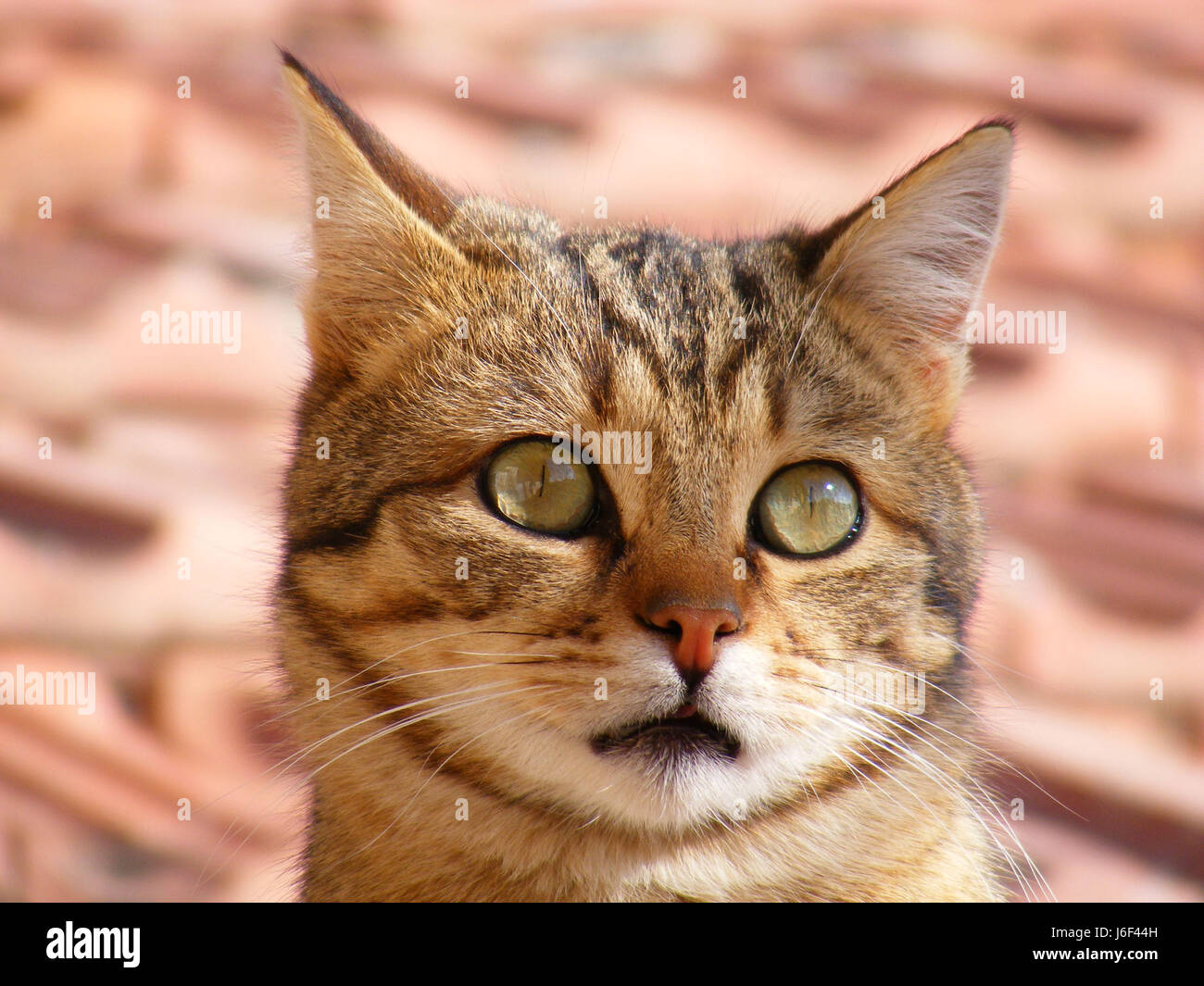 Katzenbilder, Katzenaugen, Bilder der schönsten Katzenaugen, süße Katze ...