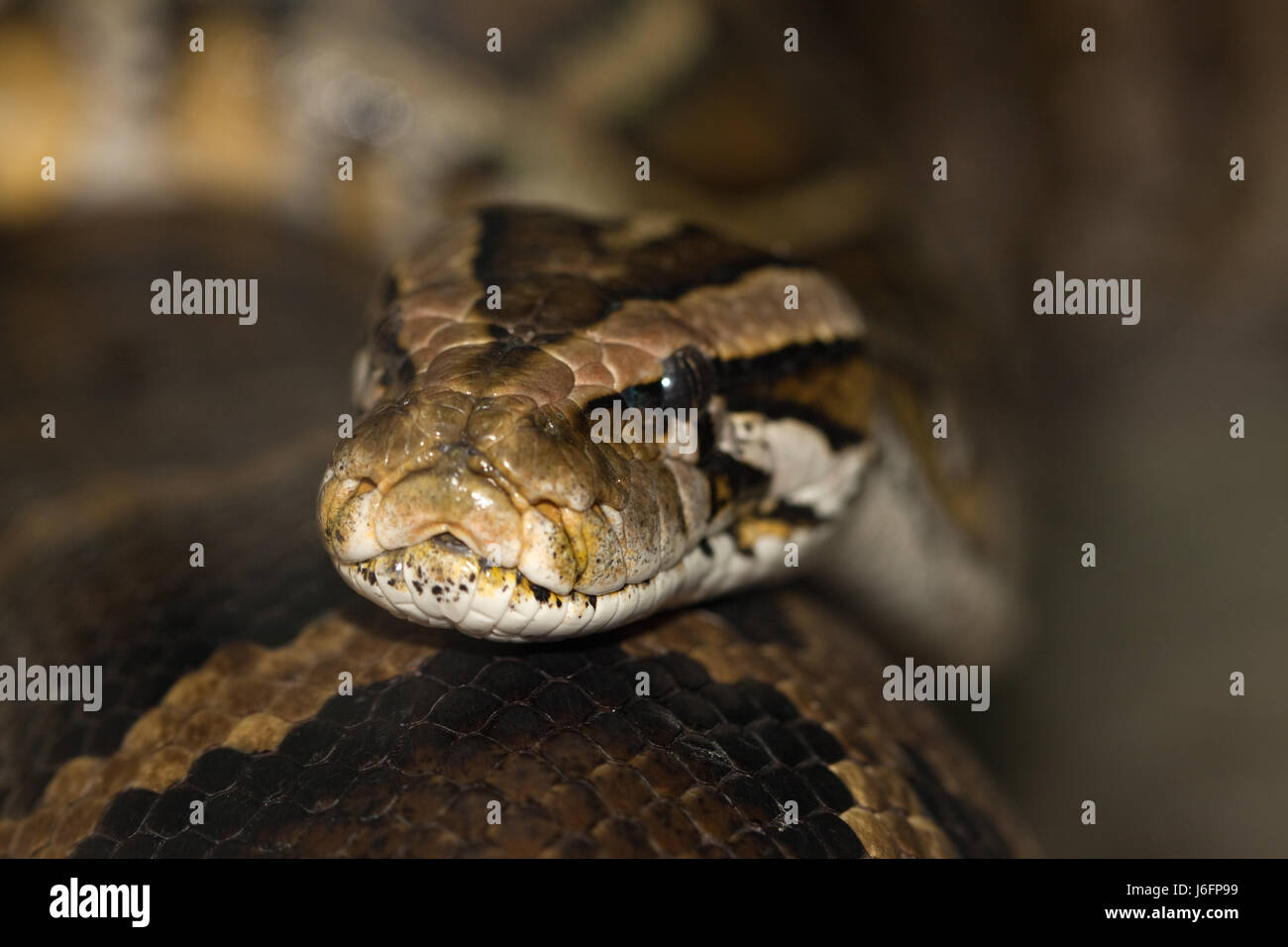 Diamantpython morelia spilota spilota -Fotos und -Bildmaterial in hoher Auflösung – Alamy