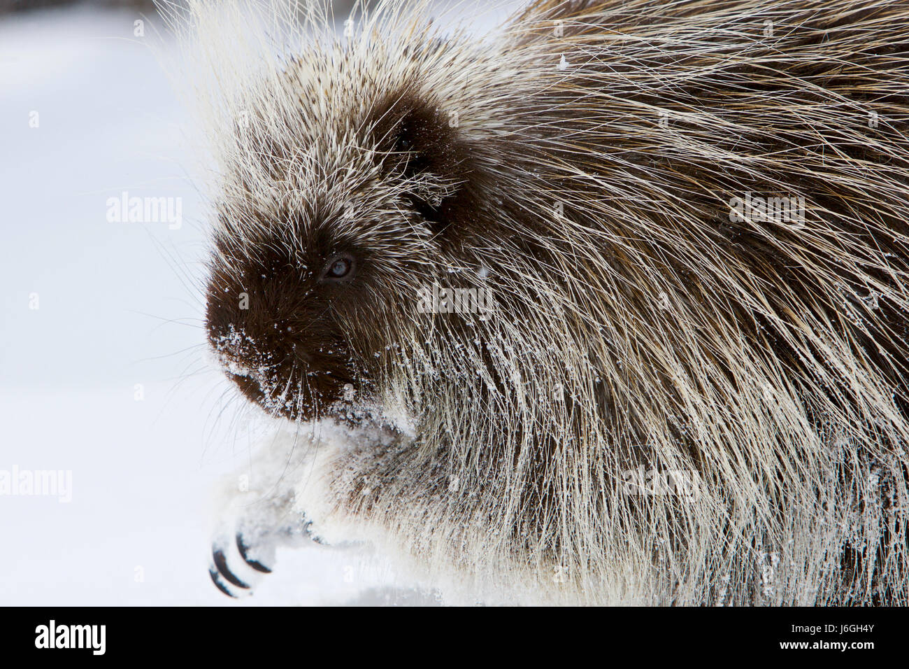Nordamerikanisches stachelschwein erethizon dorsatum -Fotos und ...