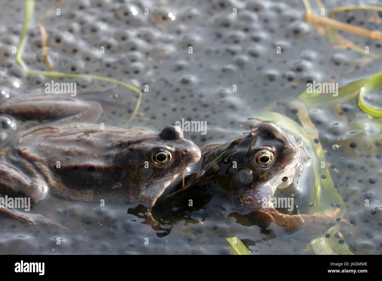 Froscheier in der wiese -Fotos und -Bildmaterial in hoher Auflösung – Alamy