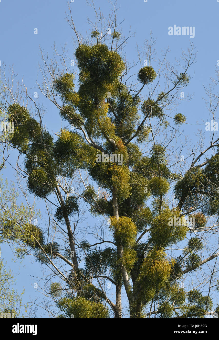 Baum Mistel Parasit Misteln host Baum Mistel Parasit Misteln Wirt ...