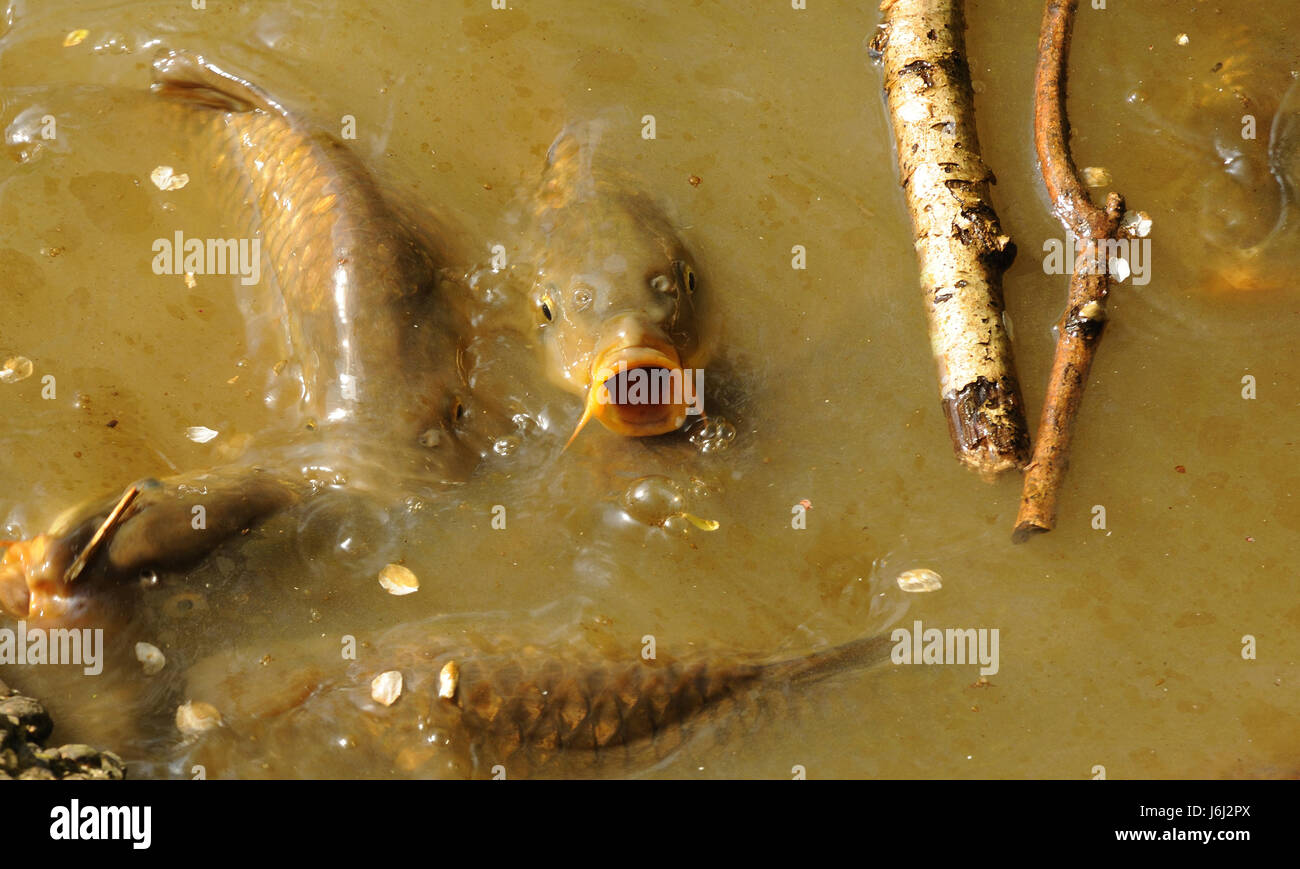 Gemeiner karpfen carpio cyprinus -Fotos und -Bildmaterial in hoher ...