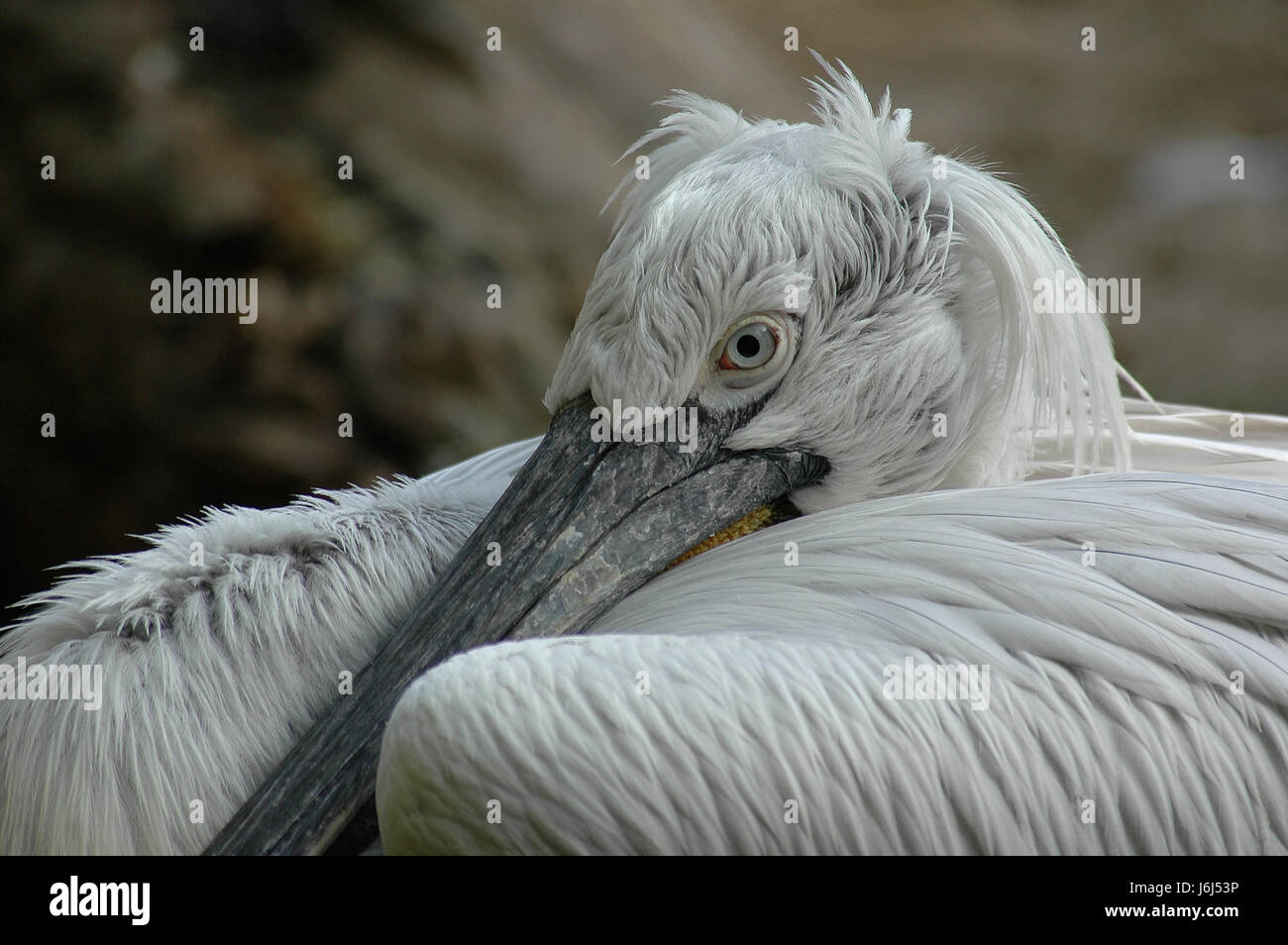 Tiere Vogel Vögel Schnabel Schnäbel Natur Tier Tiere Vögel Federn ...