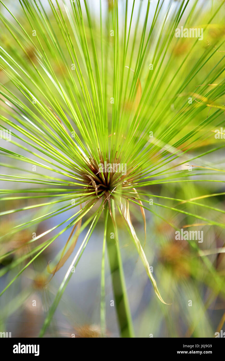 Cyperus papyrus nanus -Fotos und -Bildmaterial in hoher Auflösung – Alamy
